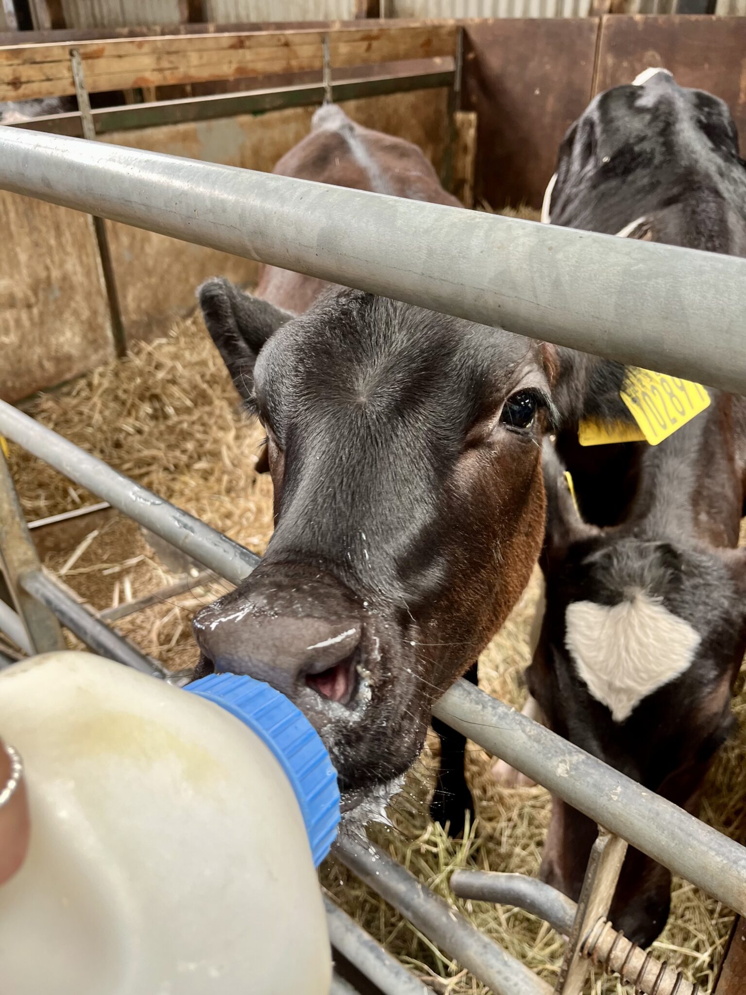 Swithens Farm – for kids who love animals - Little Explorers ...