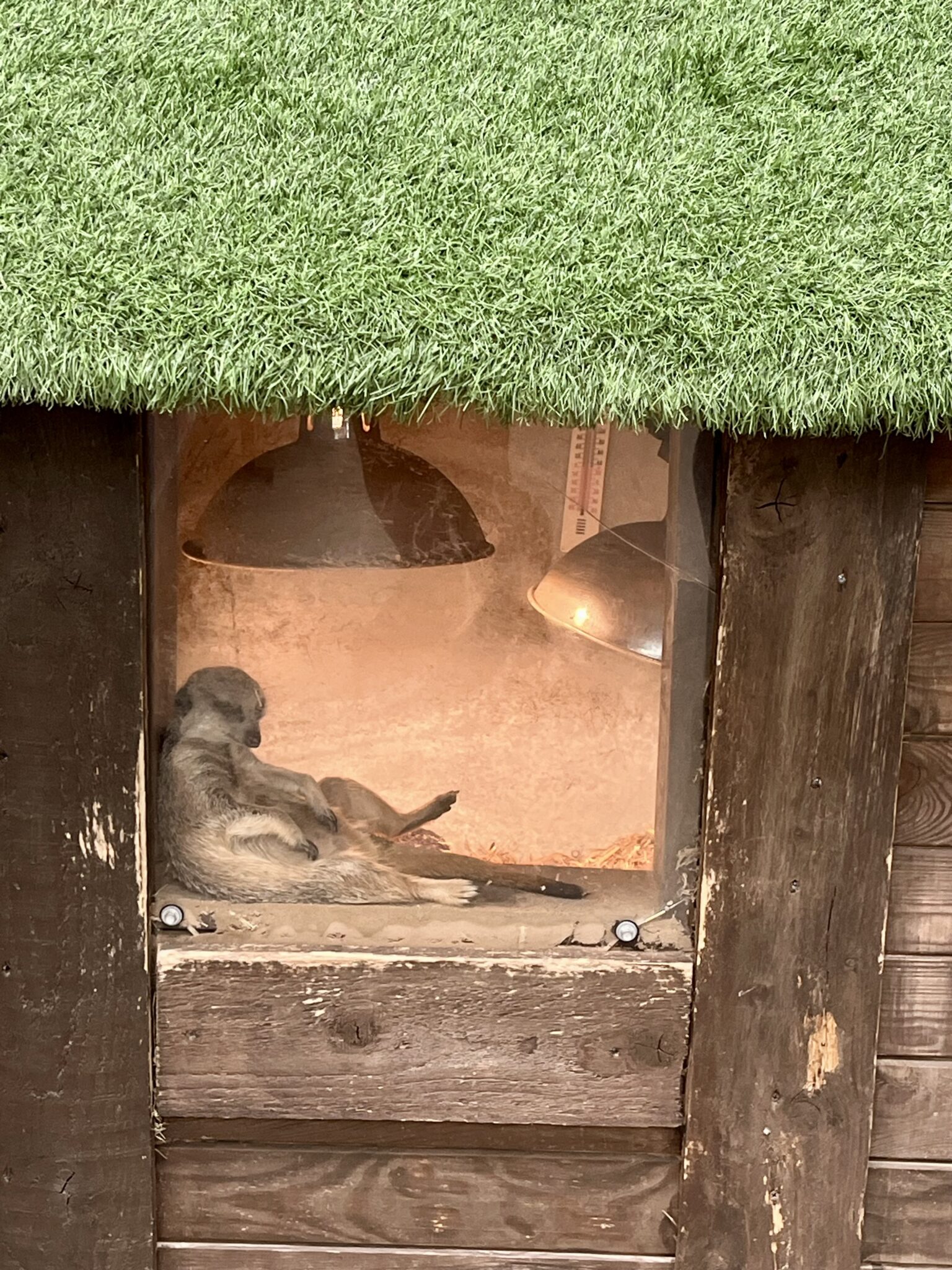Swithens Farm – for kids who love animals - Little Explorers ...